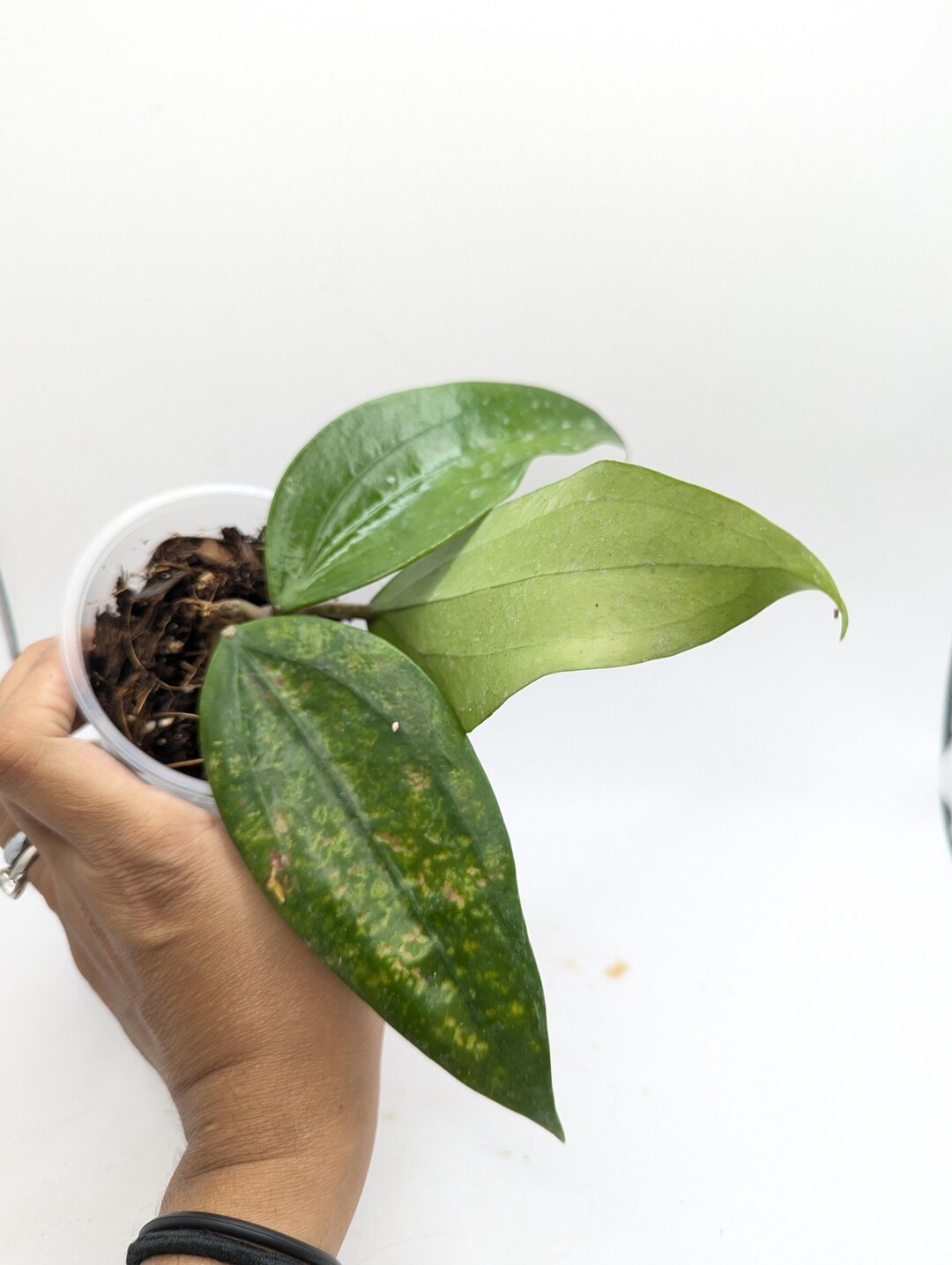 Hoya Rigida cosmetic Damage - Etsy