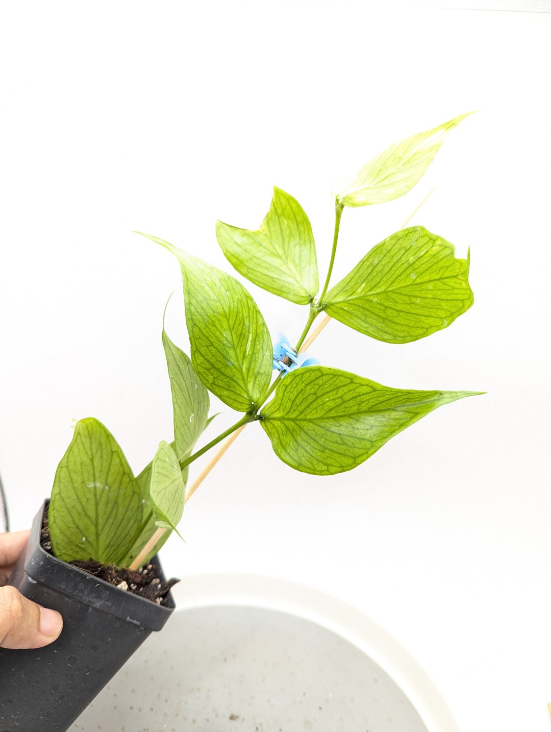 Hoya Polyneura Fishtail - Etsy