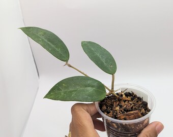 Hoya Rigida from Chapasak, Laos Big Leaves Rooted 4 Actual Photos - Etsy