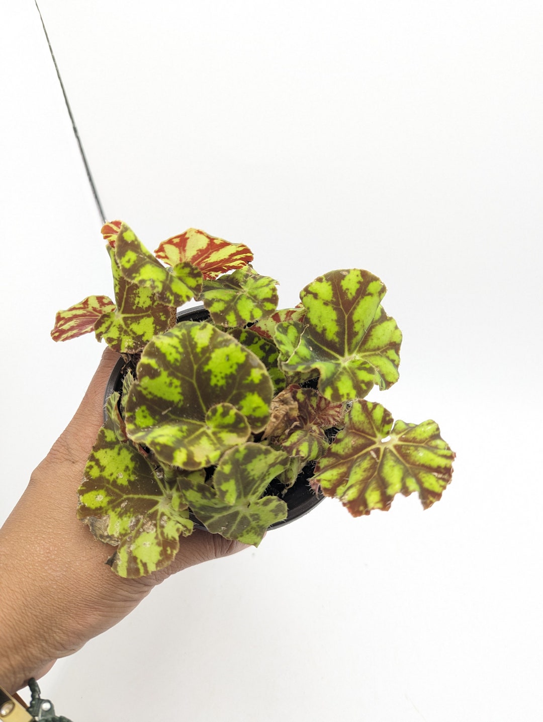 Tiger Paws Begonia 4 Pot - Etsy