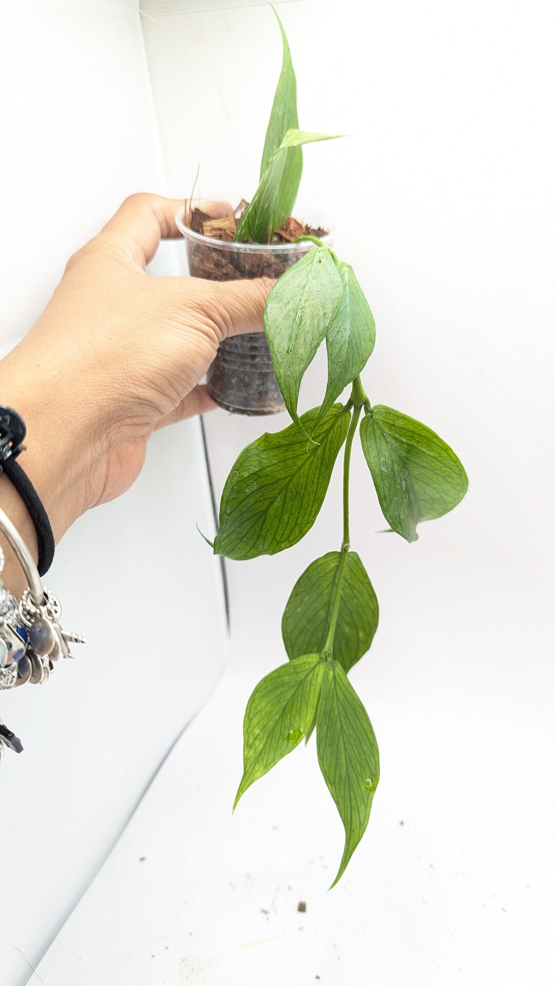 Hoya Polyneura Fishtail - Etsy