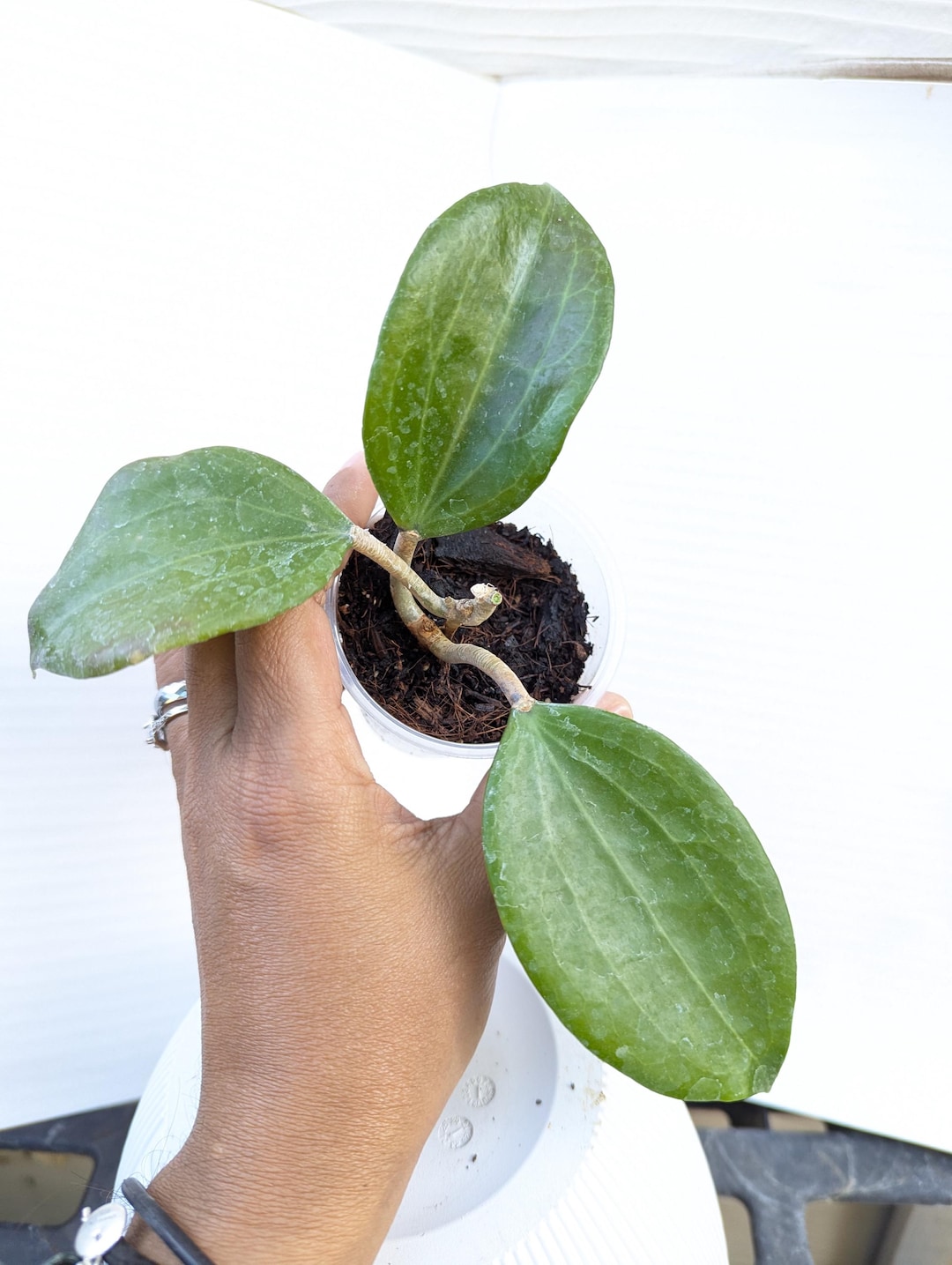 Hoya Merrillii - Etsy