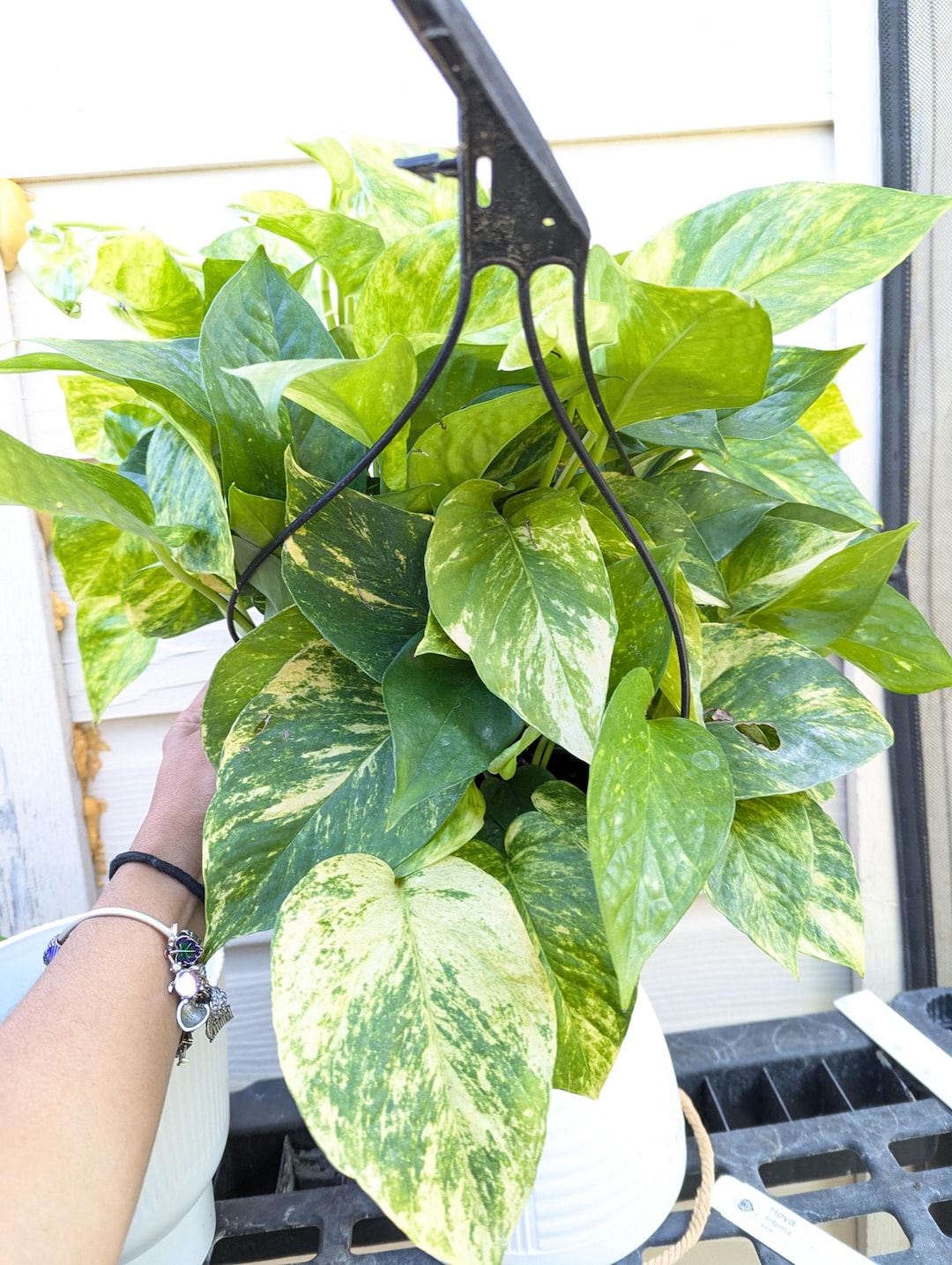 Fernando's Fire Pothos 10" Pot - Etsy