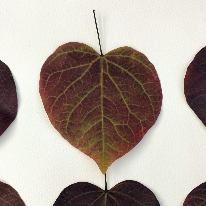 Real Leaves Cut Outs - Etsy UK