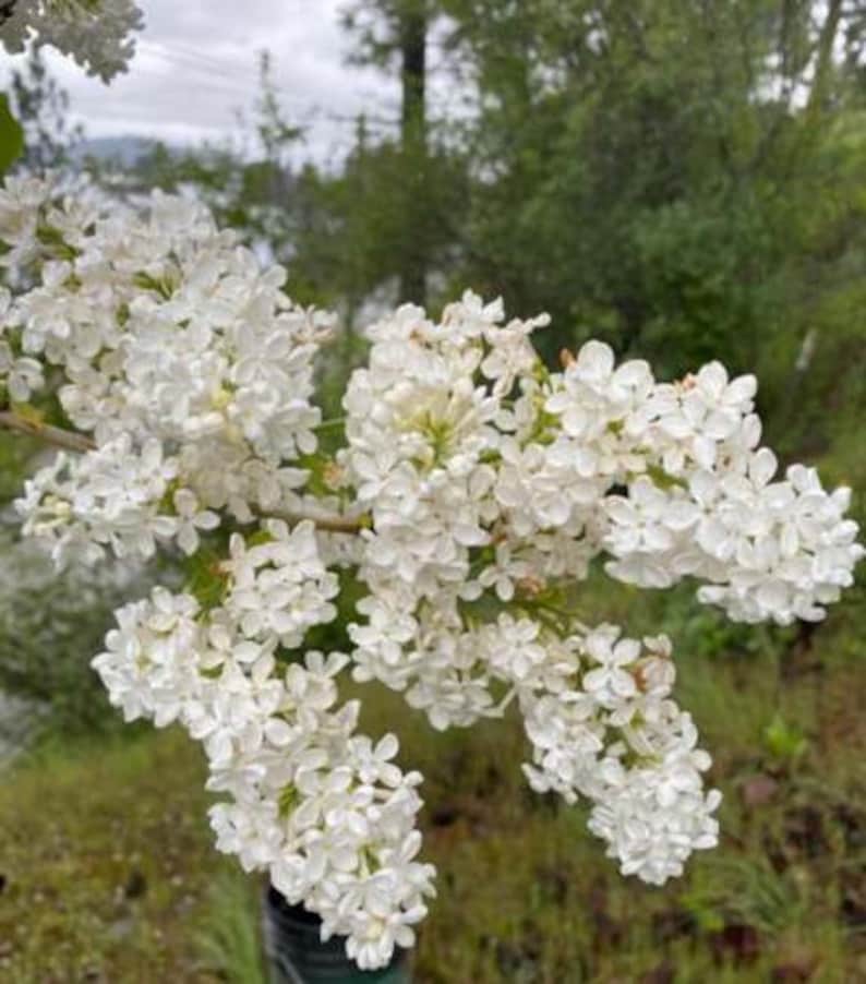25 Bare Root Lilac Bush Starts: Purple or White - Etsy