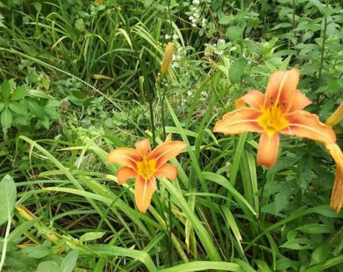 Wild Daylily 10 Fans/root Systems Ditch Lily - Etsy
