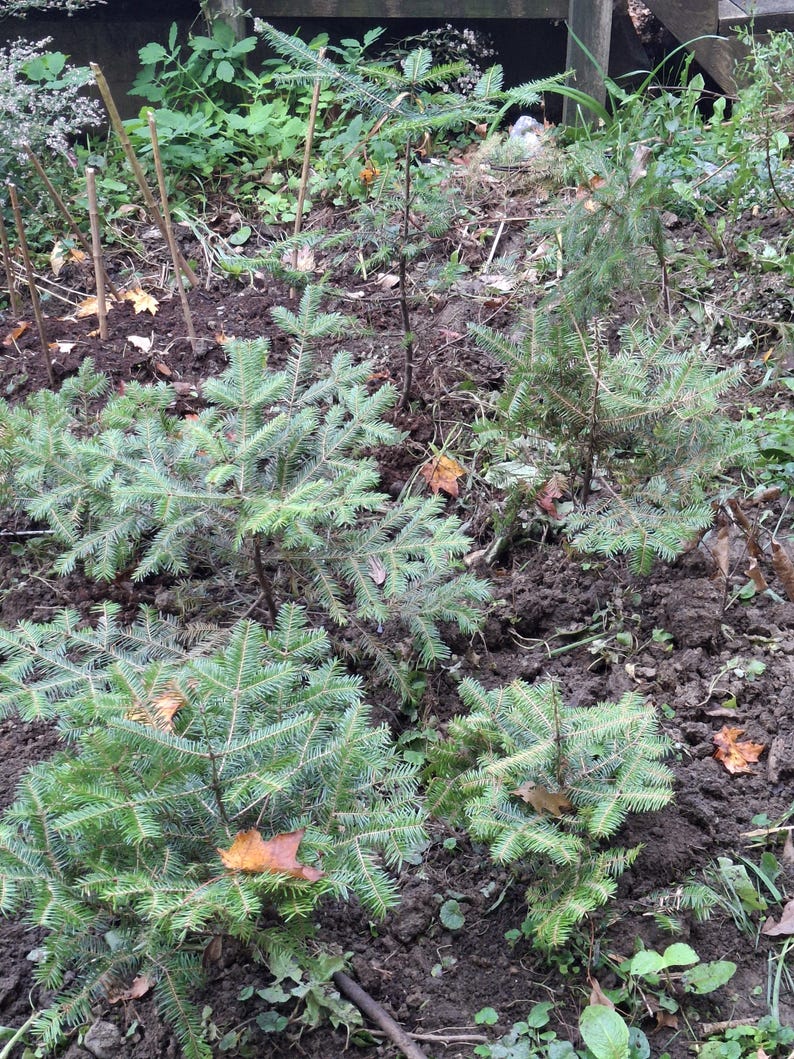 24 Balsam Fir Bare Root Seedlings From Maine XMAS Trees Starters - Etsy