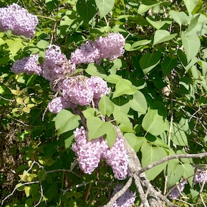 Five (5) Jumbo Sized Bare Root Lilac Starts Purple - Etsy