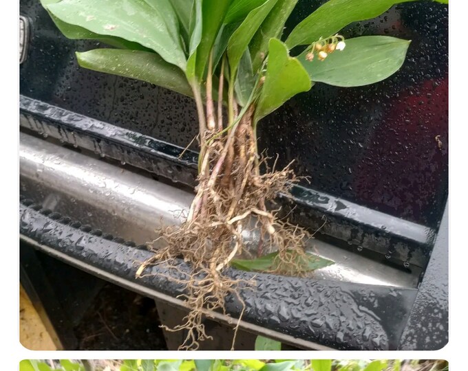 Convillaria 'rosea' Pink Lily of the Valley Bare Root Division pip ...