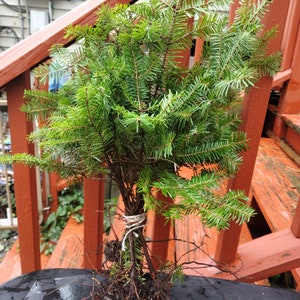 6 Balsam Fir Bare Root Seedlings From Maine XMAS Trees Starters - Etsy