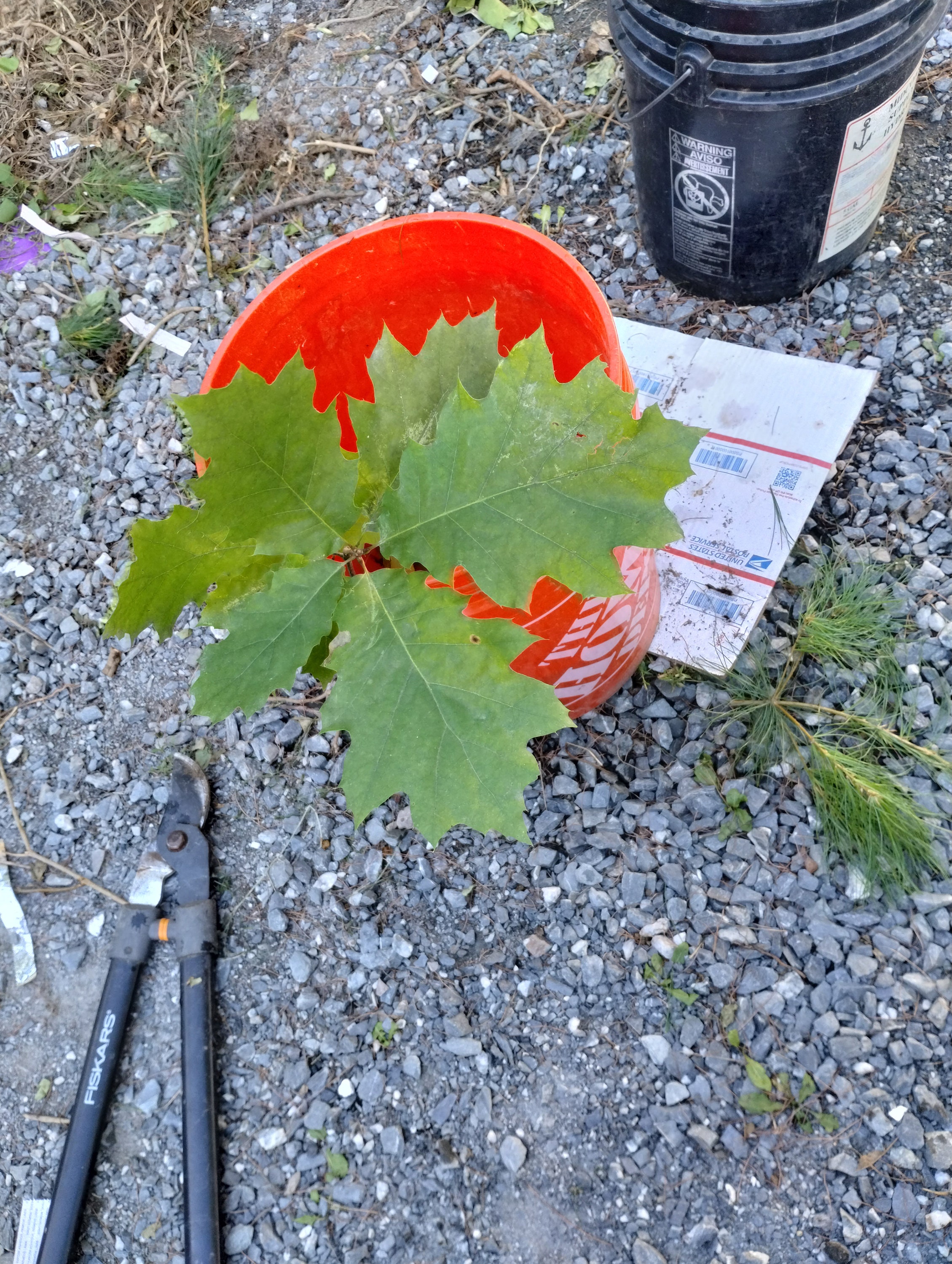 Red Oak Sapling