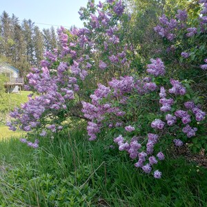 Five (5) Jumbo Sized Bare Root Lilac Starts Purple - Etsy