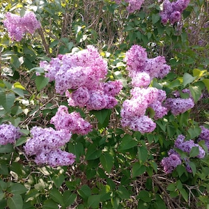 Five (5) Jumbo Sized Bare Root Lilac Starts Purple - Etsy