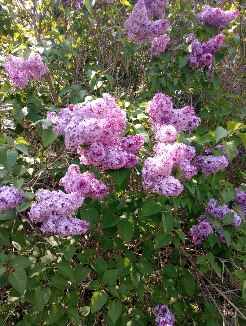 Five 5 Jumbo Sized Bare Root Lilac Starts - Etsy