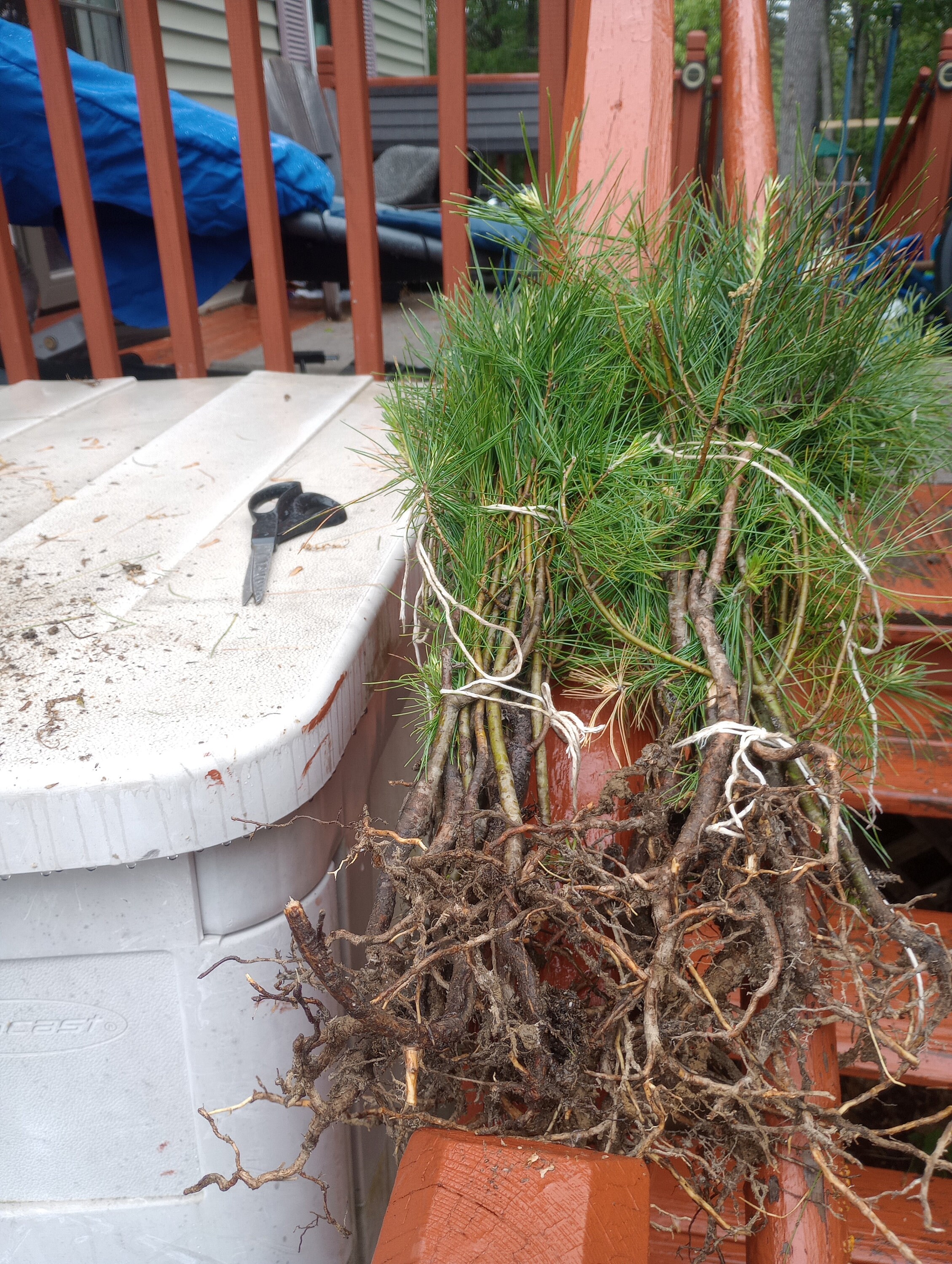 20 White Pine Bare Root Seedlings From Maine - Etsy