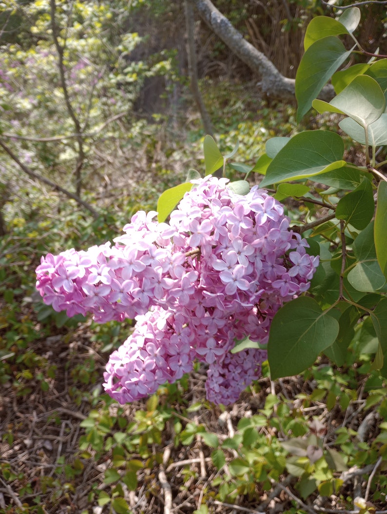 25 Bare Root Lilac Bush Starts: Purple or White - Etsy