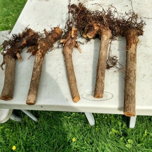 Five 5 Jumbo Sized Bare Root Lilac Starts - Etsy