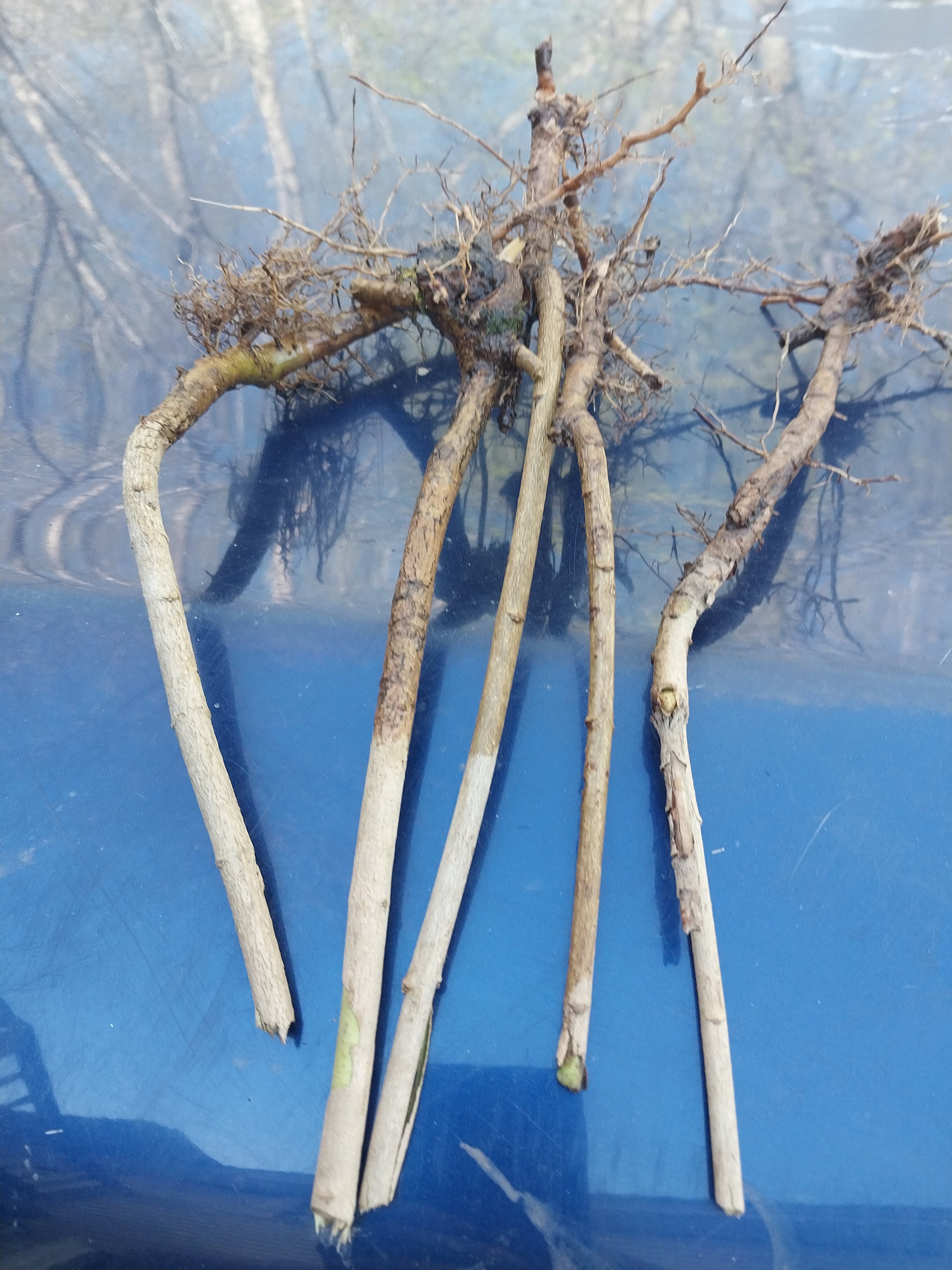Bare Root Lilac Bush Five (5) Purple With Planting Instructions - Etsy