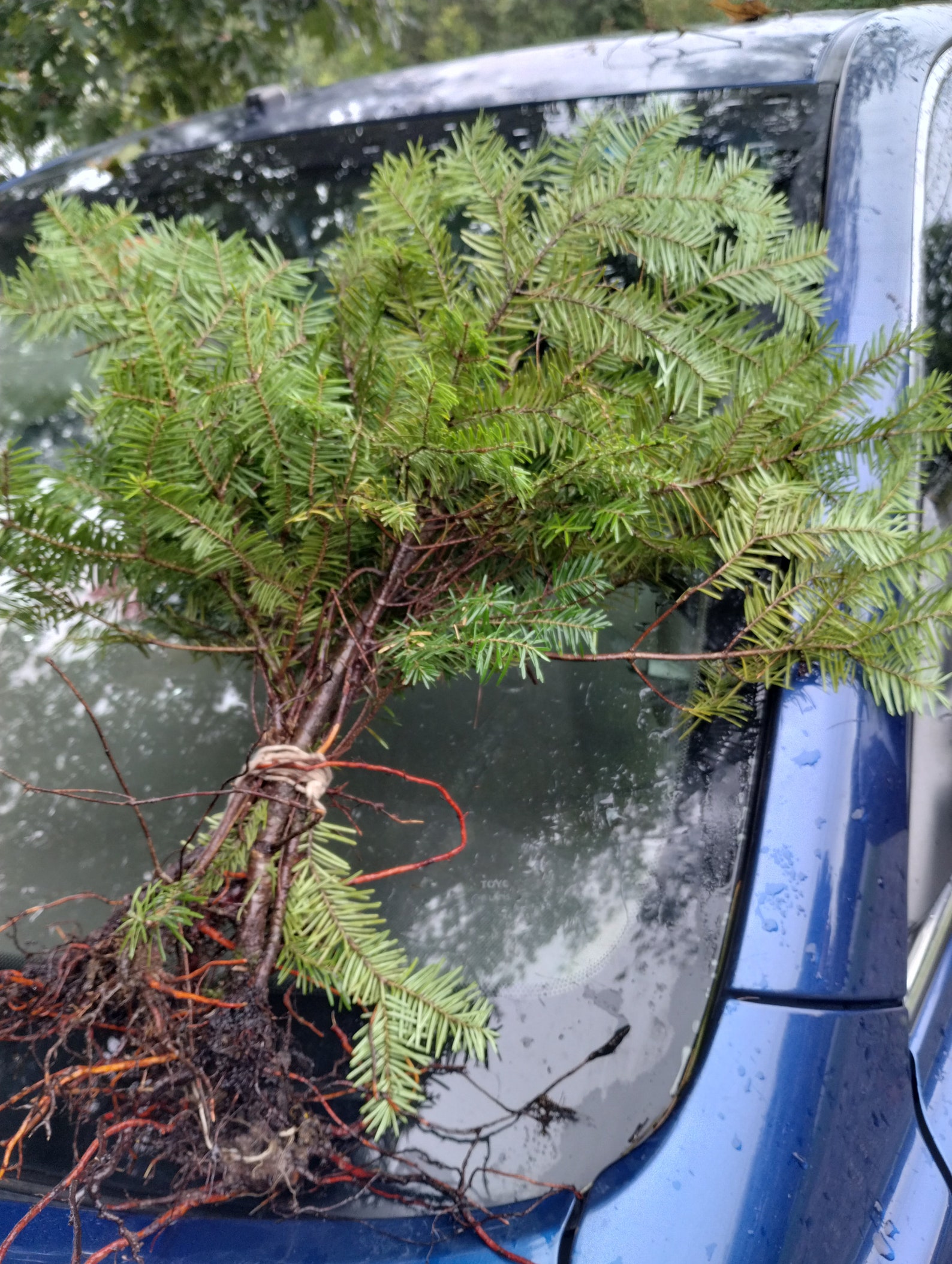 6 Balsam Fir Bare Root Seedlings From Maine XMAS Trees Starters - Etsy