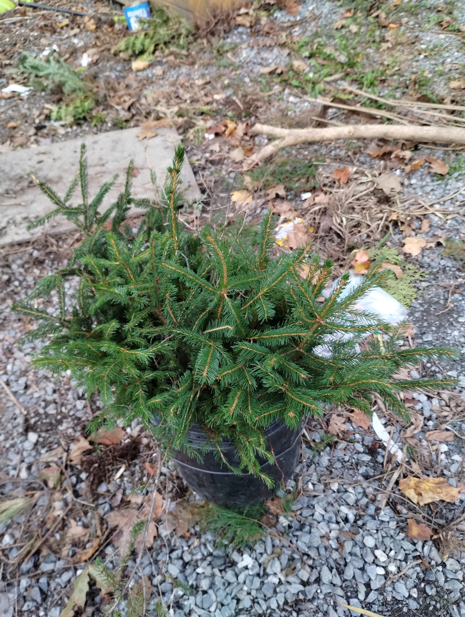 6+ Red Spruce Tree Seedlings From Maine - Etsy