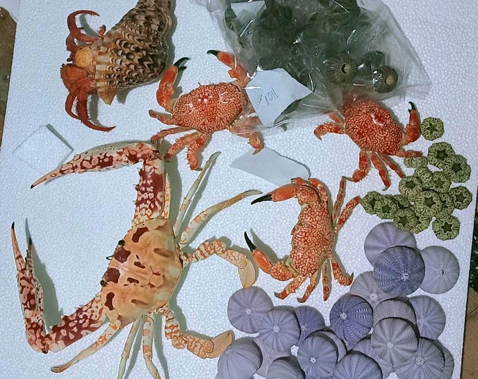 Crab Taxidermy 4 Pcs,hermit Crab 1 PC,30 Pcs Purple Urchin,40 Pcs Dark ...
