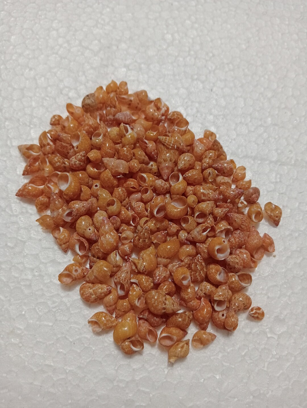 Seashell Smallest Snail Shells..100 Pcs Shells - Etsy