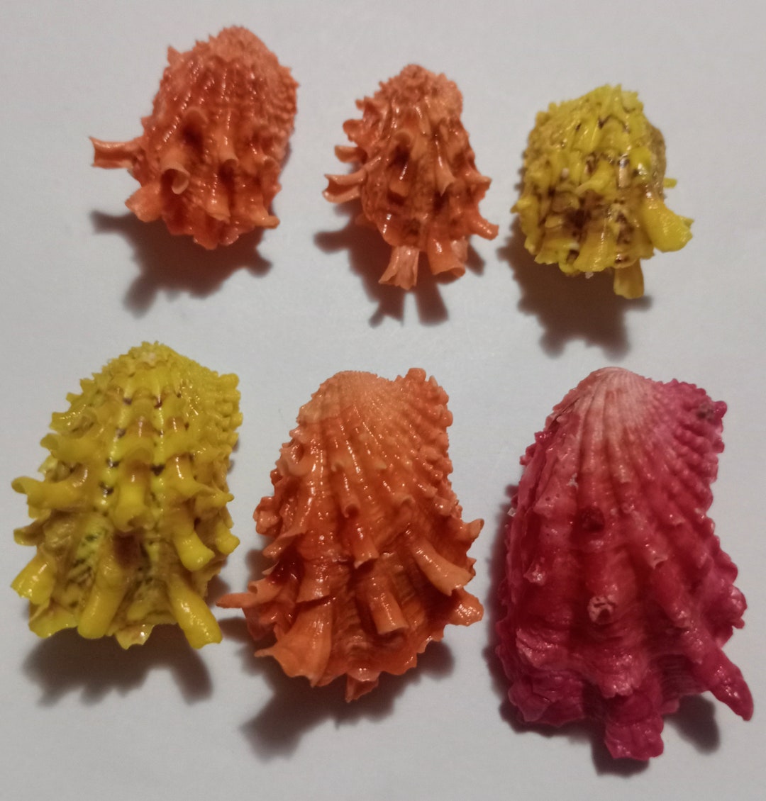 Sea Shell Cardita Crassicosta 25-38 Mm...6 Pcs Shells.80..80 - Etsy