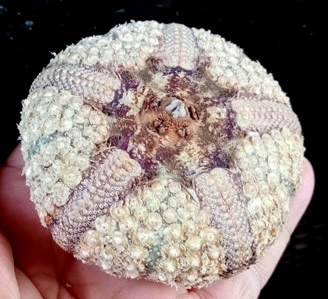 Echinothrix Calamaris 72 Mm..sea Urchin Ph..item #16 - Etsy