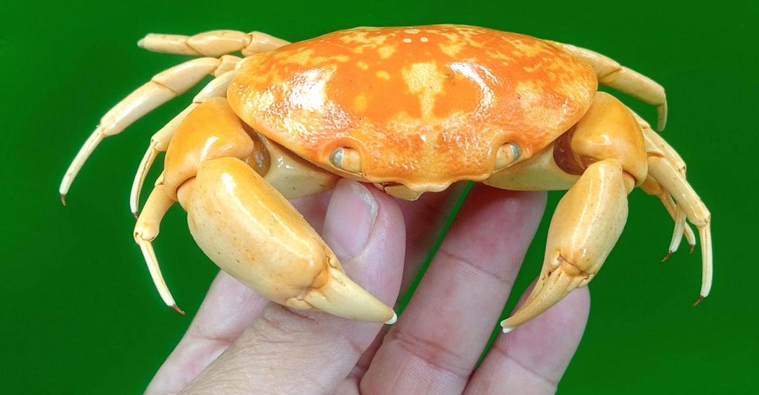 Crustacean Carpilius Covexus 120 Mm.. Taxidermy Oddities...dried Crab ...