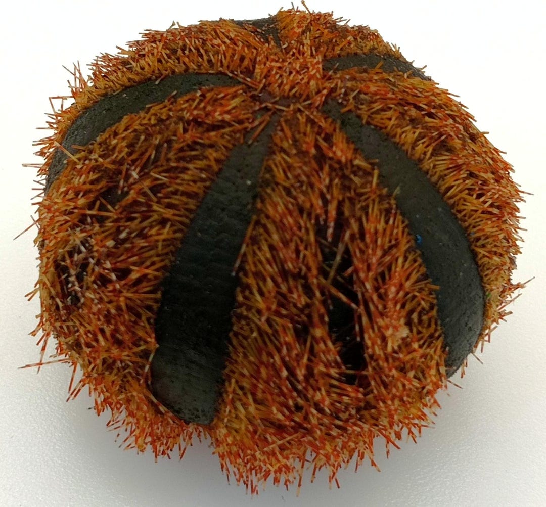 Mespila Globulus..tuxedo Sea Urchin 49 Mm..big Size.item #001 - Etsy