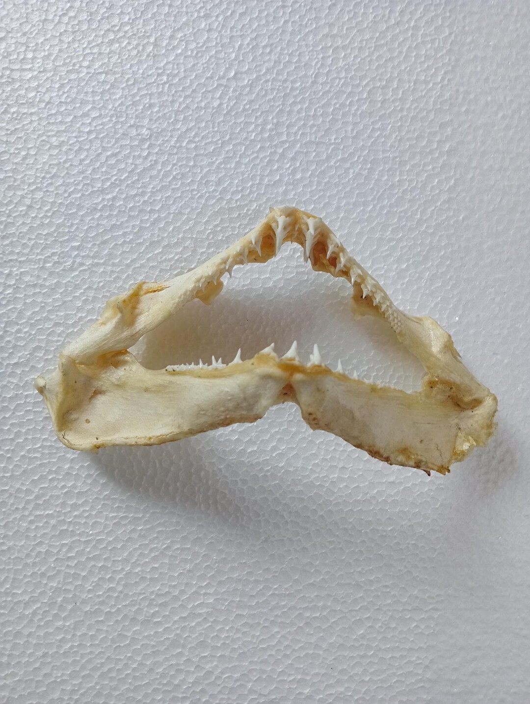 Mako Shark Jaw...skull Fish Taxidermy Mouth..width 190 Mm X 85 Mm ...