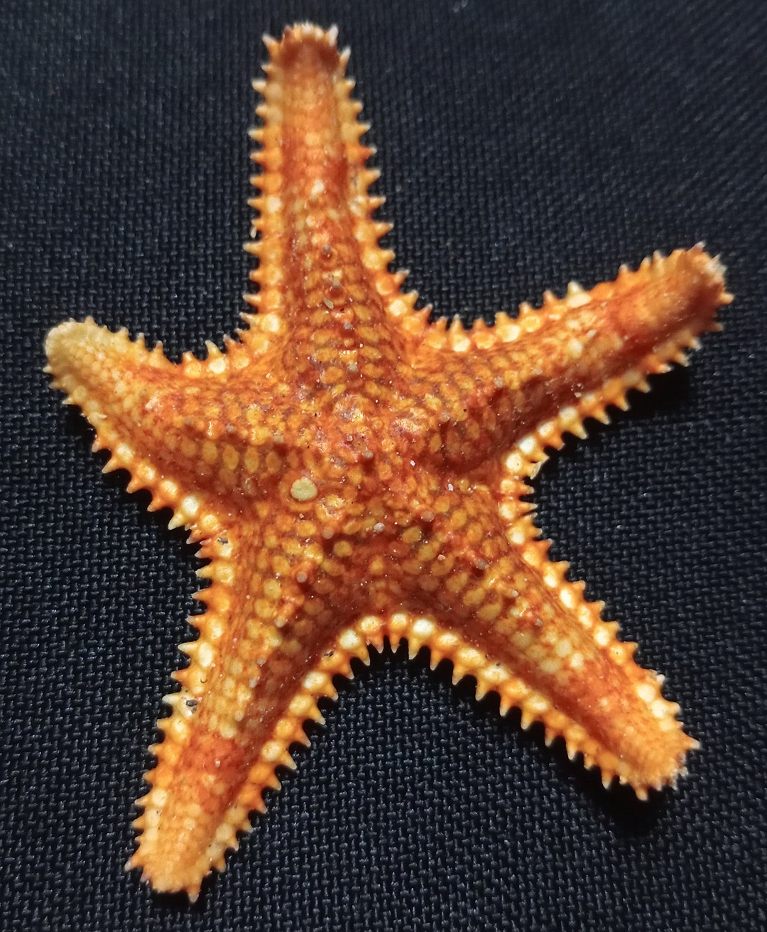 006 Star Fish..real Dried Star Fish..75 Mm - Etsy