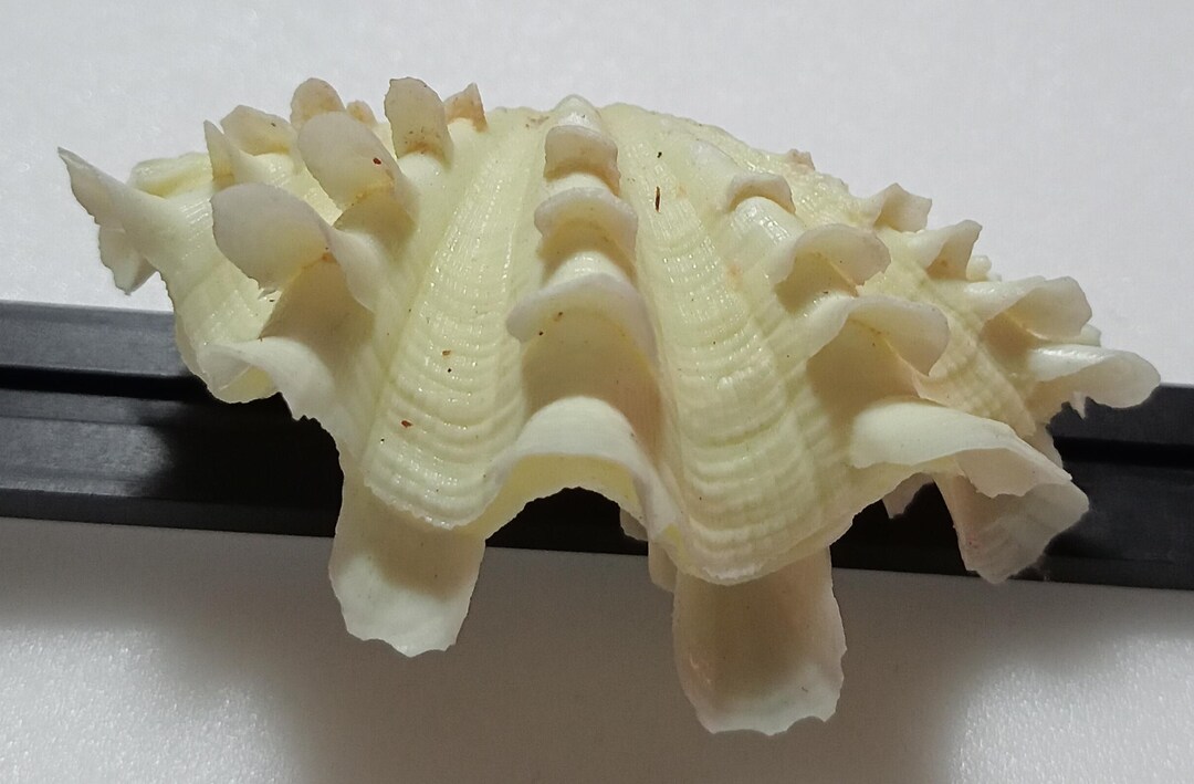 Seashell Bivalvia Squamosa...width Size 72 Mm...item 80 - Etsy