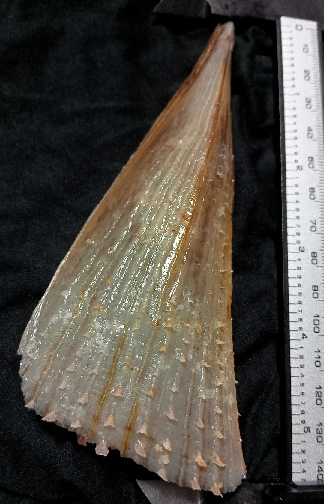 Seashell-pen Shell-143 Mm,very Nice - Etsy