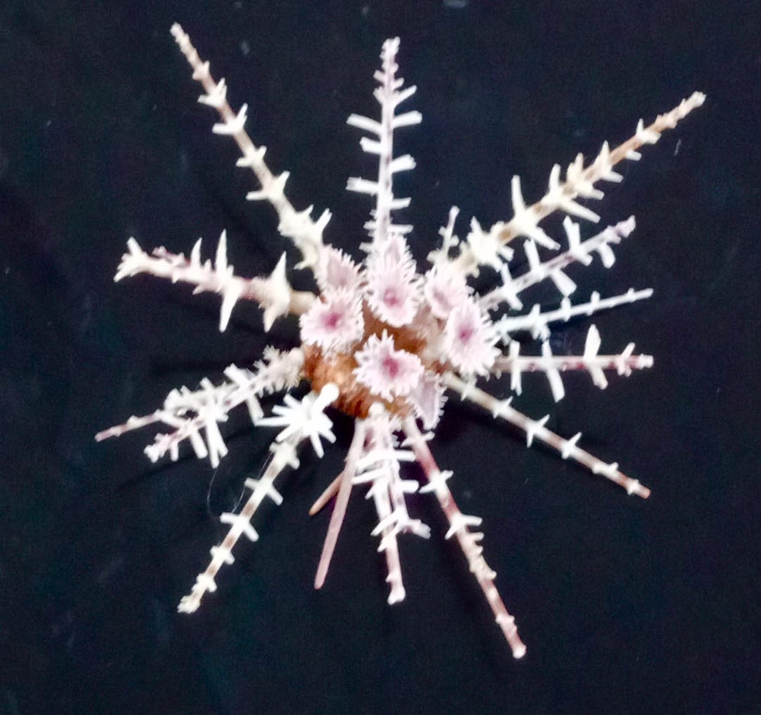 Goniocidaris Sea Urchin(petalocidaris)spinosa 85 Mm...item #11 - Etsy
