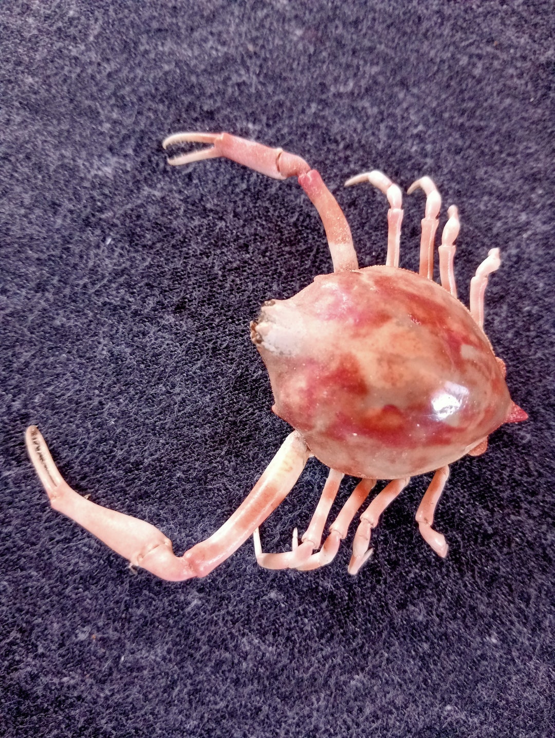 004 Crustacean Crab 70 Mm..dried - Etsy