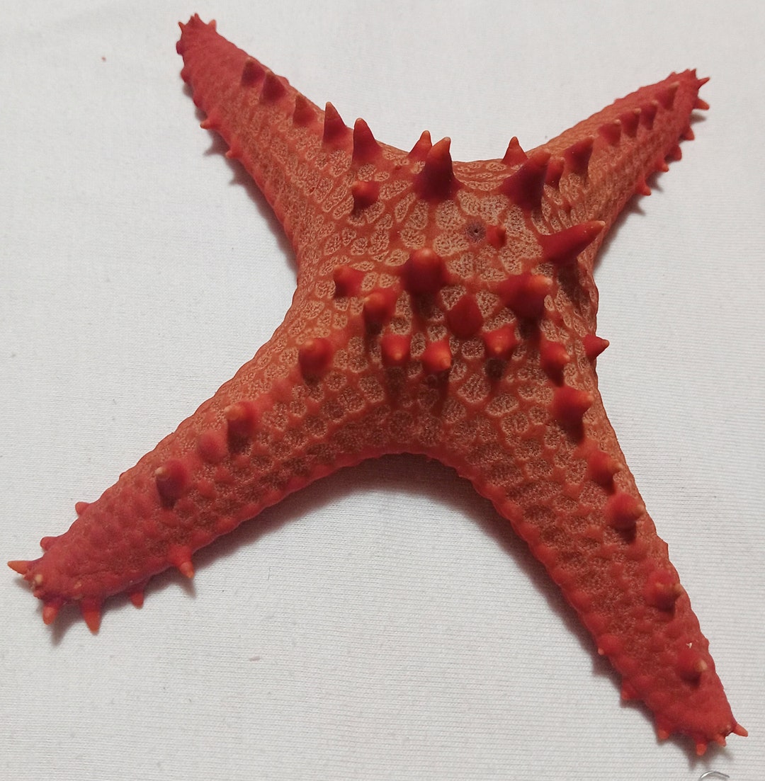 Ocean Star Fish..amazing 4 Fingers...180 Mm..dried Beautifully - Etsy