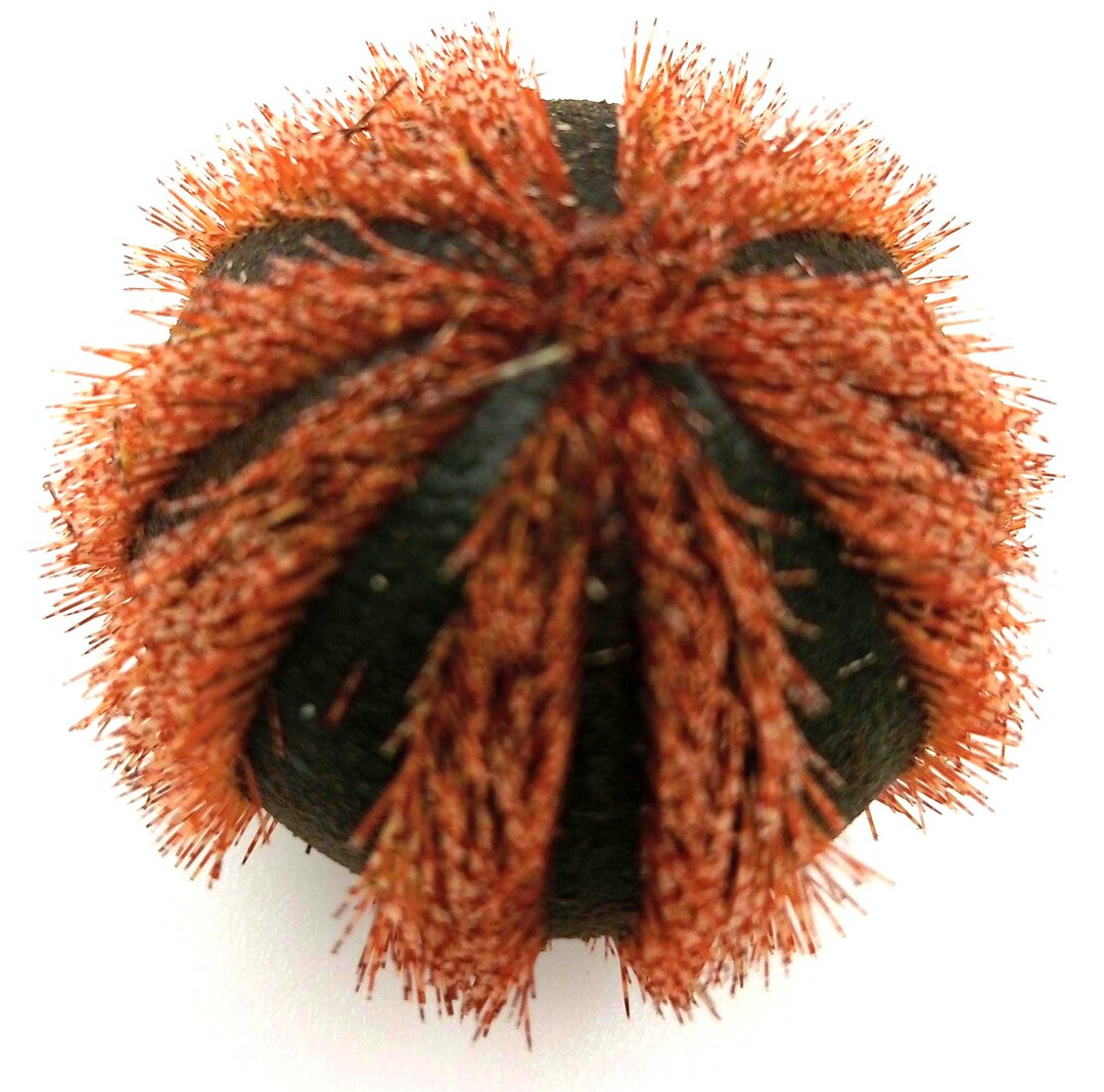 Sea Urchin..mespila Globulus Tuxedo Sea Urchin 45 Mm..item #562 - Etsy
