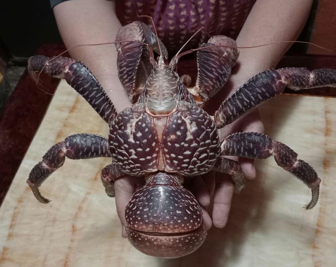 Crab Taxidermy..coco Crab..size More Than 15 Inches,lenght More Than 10 Inches,caraface,more ...