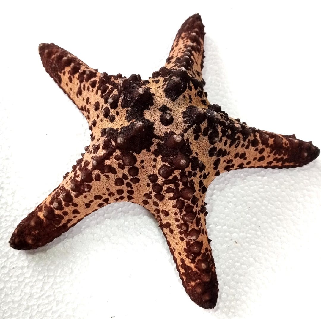 Real Star Fish 190 Mm.the Color Never Fade. Completely Dried Item #51 ...