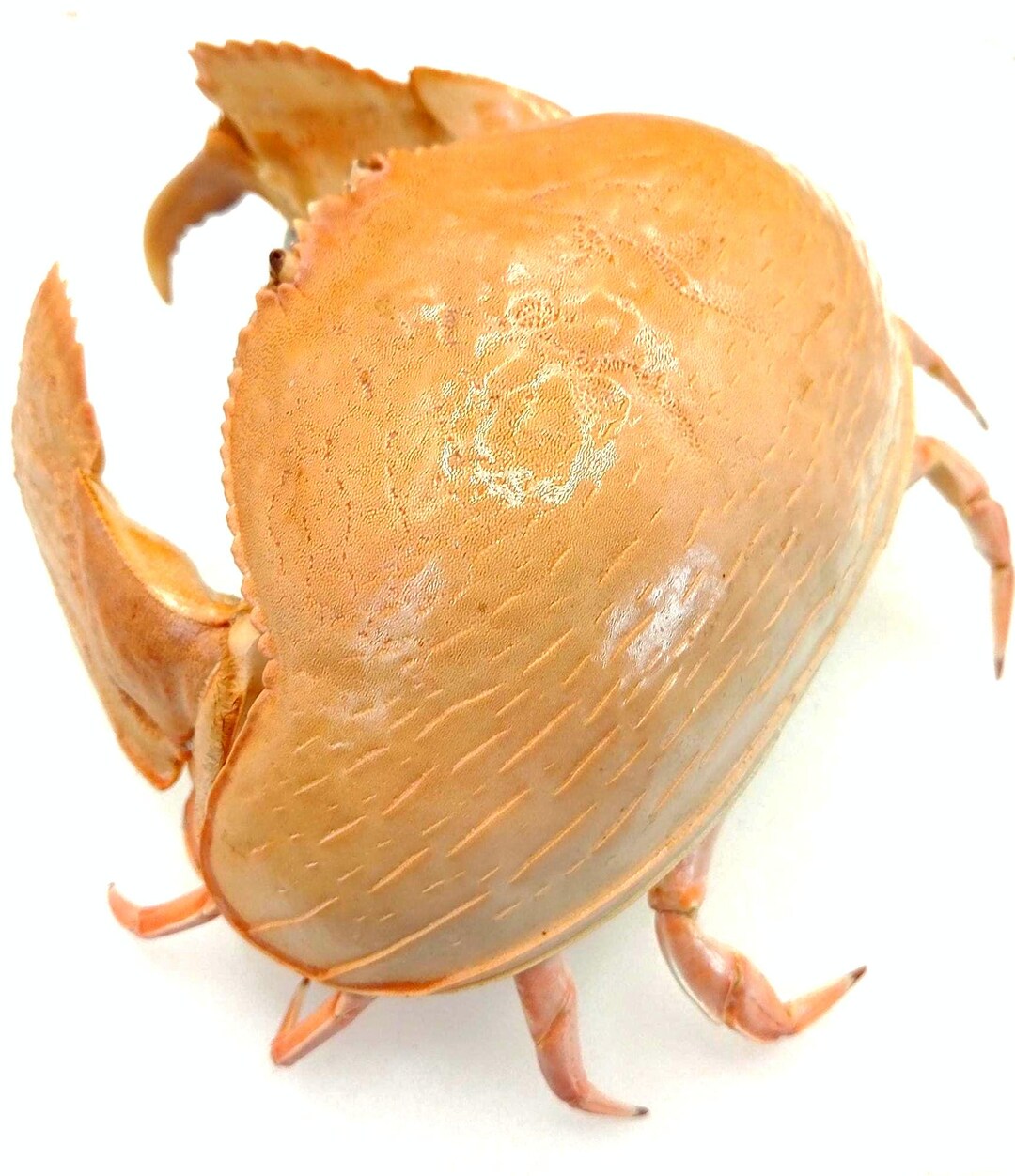 Calappa Calappa..crab Taxidermy..crustacean.. Taxidermy Oddities..dried ...