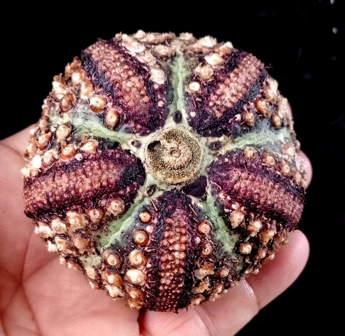 Echinothrix Calamaris 72 Mm..sea Urchin.no Hole.item # 4 - Etsy