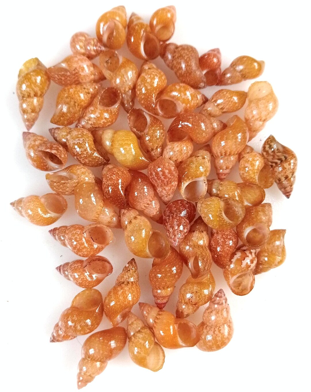 Seashell-phasianella Solida.size 14-18 Mm..50 Pcs Shells..item # 61 - Etsy