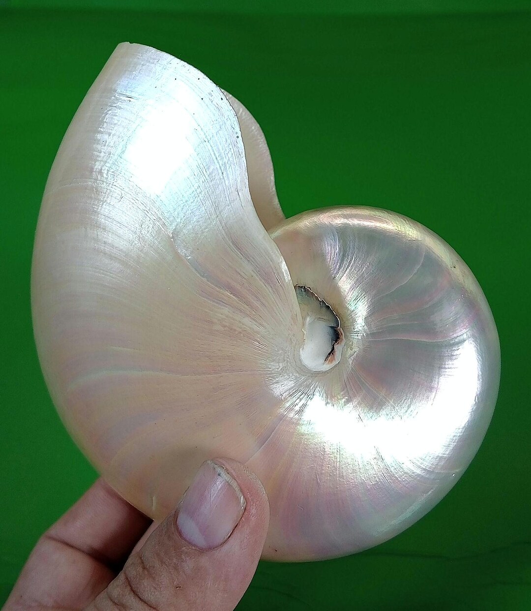 Chambered Nautilus... Beautifully Polish..size 122 Mm..seashell.item ...