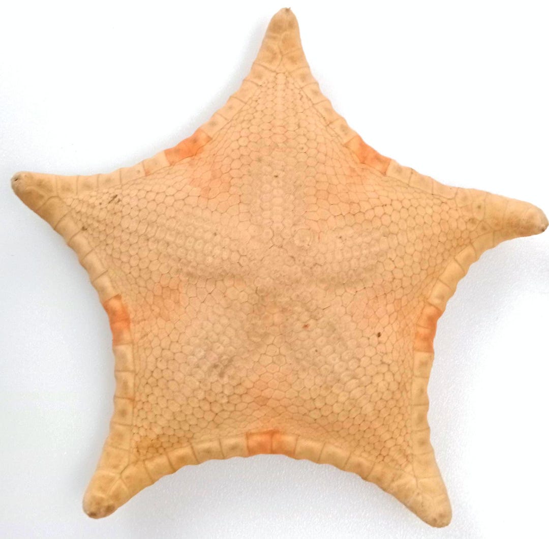Star Fish..deep Sea Star Fish..found Using Trawl Net..size 74 Mm ...