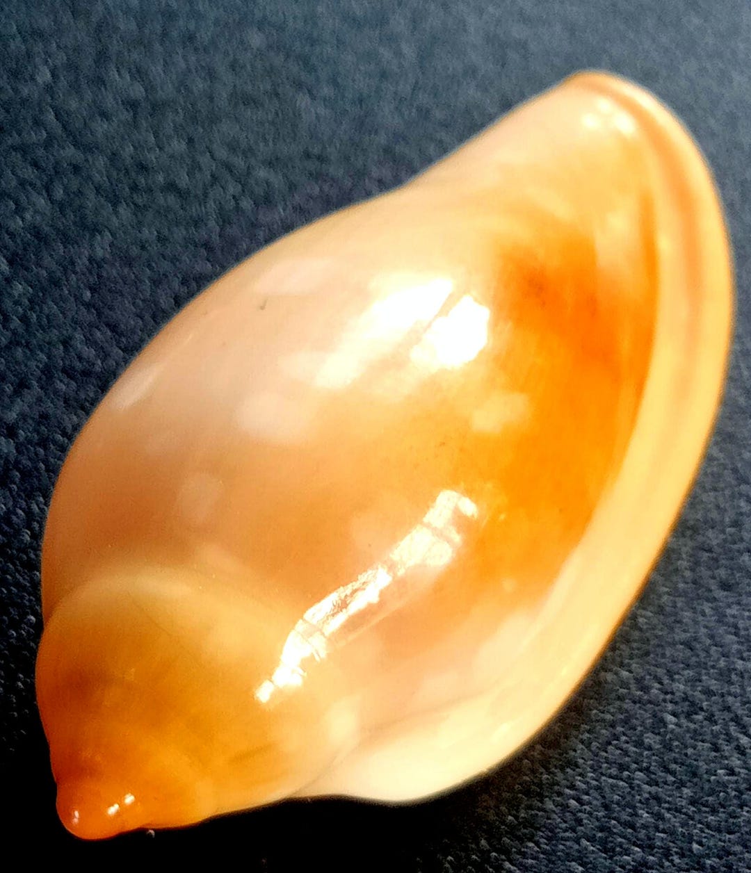 Seashell Columbellidae.. Foreign Shell..45 Mm..item 94 - Etsy