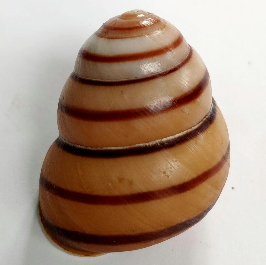 Collectibles Shell..land Snail Shell..size 33 Mm..item 041076 - Etsy