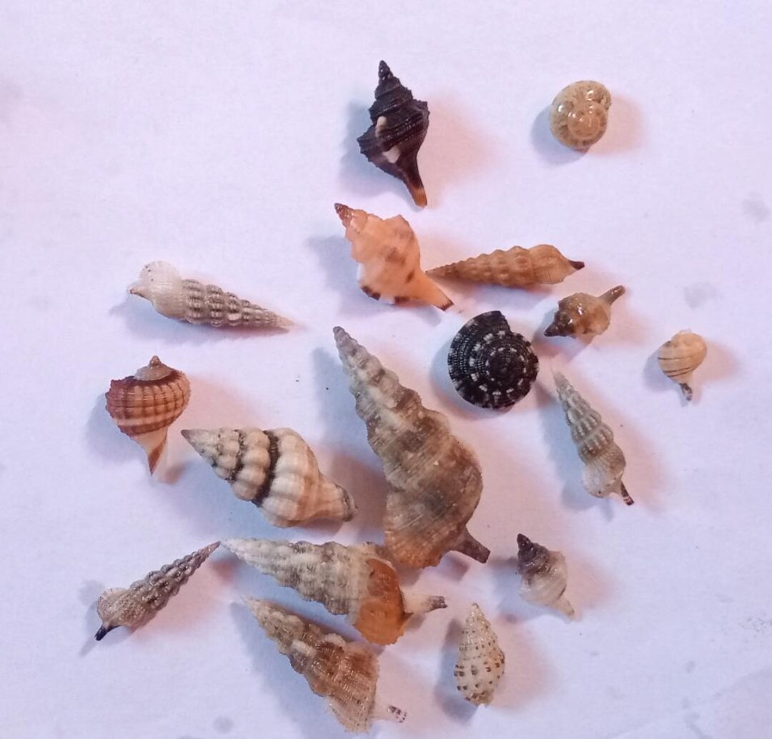 Scoop Net Shells(set of 17 Pcs Assorted Species,seashell #cb502 - Etsy
