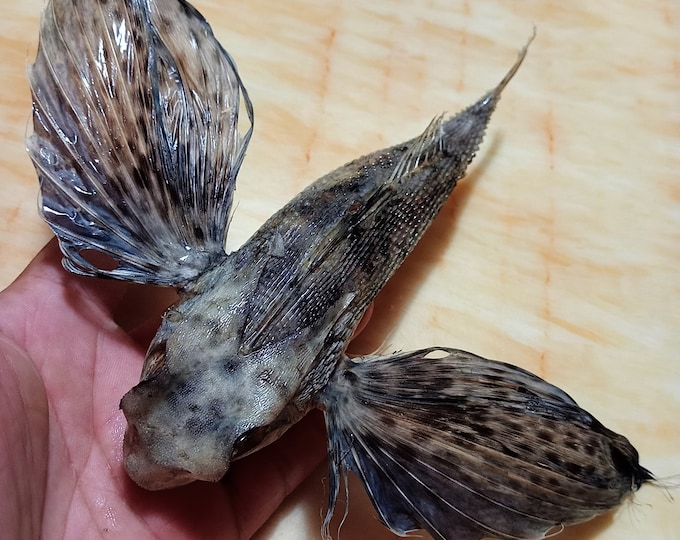 Crustacean Flying With Wings Fish 210x250 Mm..oddities Curiosities ...