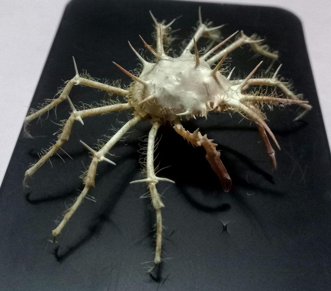 Deep Sea Crab 82 Mm..rare Crab..crab Taxidermy Oddities...item # 600 - Etsy